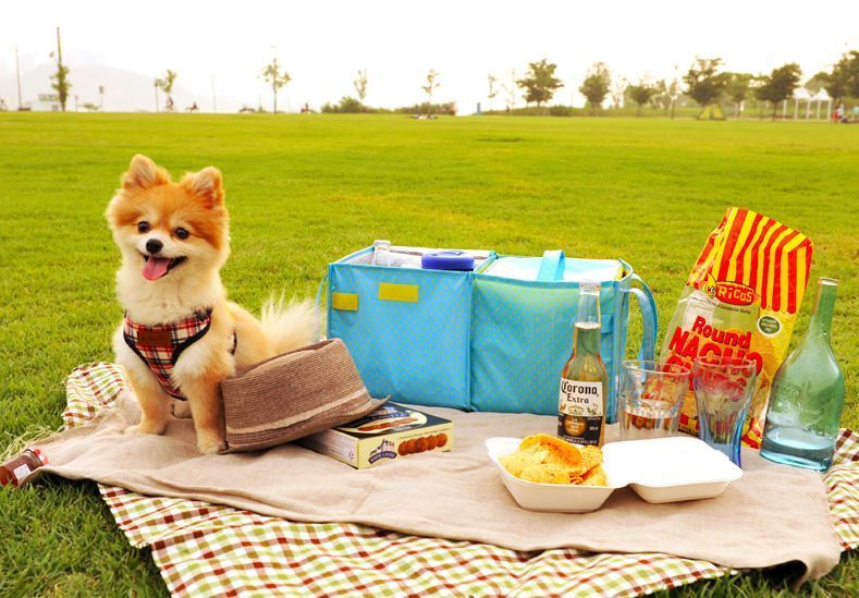 MochiThings: Foldable Cooler Set